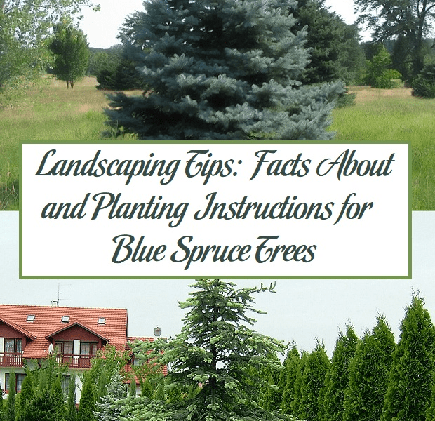 Landscaping Tips: Facts About and Planting Instructions for Blue Spruce ...