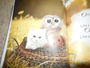 Review of 'Owl Always Love You' Book from flattenme