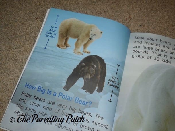 'A Kid's Guide to Polar Bears' Book Review