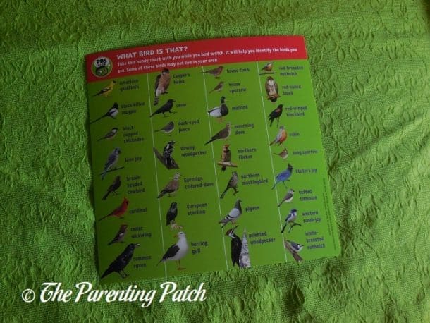 Exploring Birds and Insects with PBS Kids Look and Learn Kits