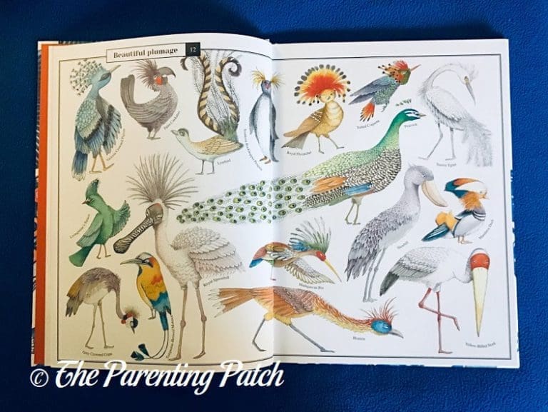 'Wonders of Nature: Explorations in the World of Birds, Insects, and ...