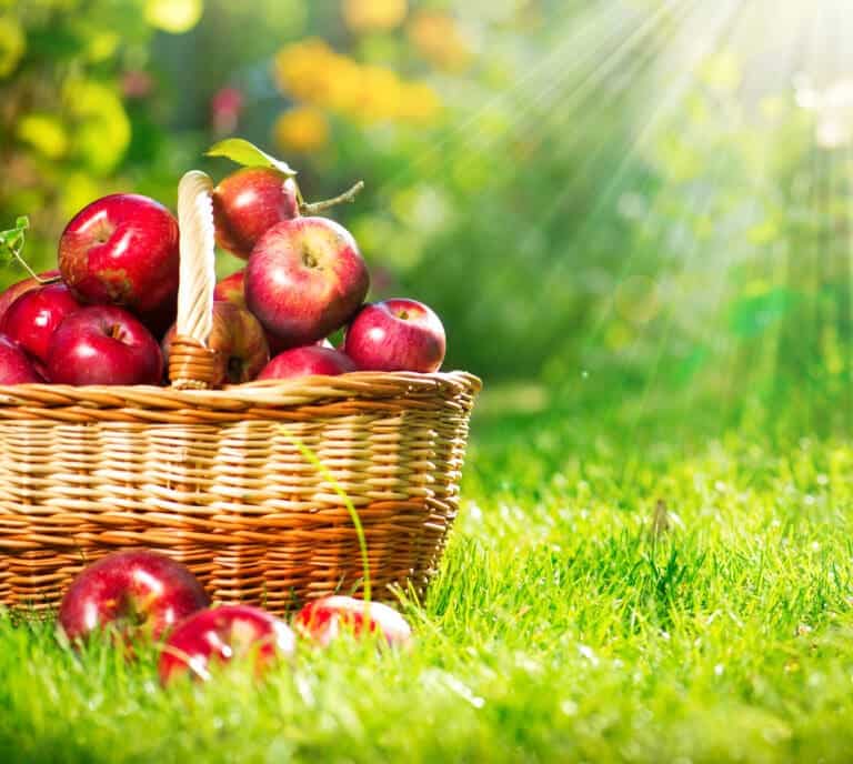September Garden Chores: Cooler Weather Brings New Opportunities