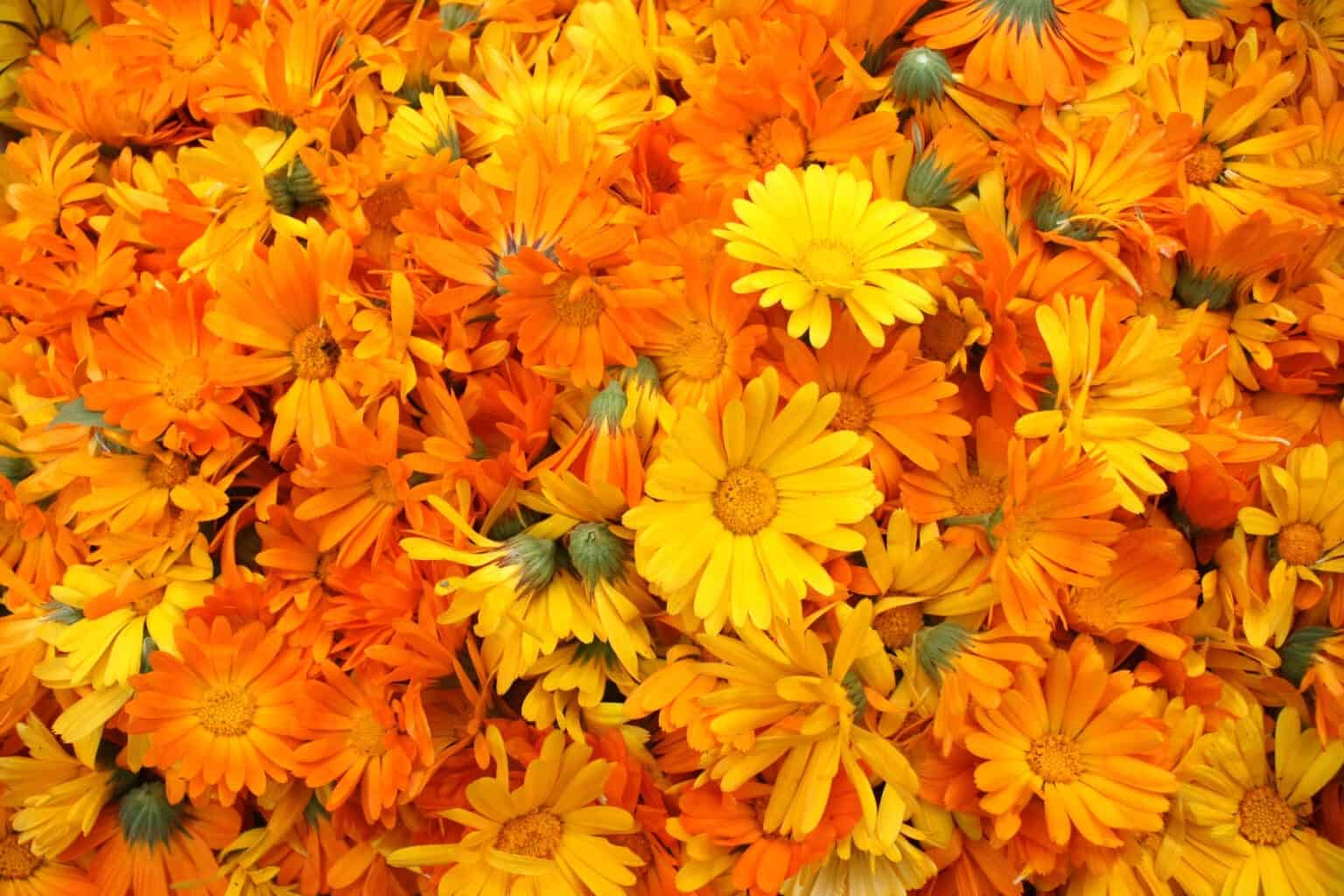 September Garden Chores: Cooler Weather Brings New Opportunities