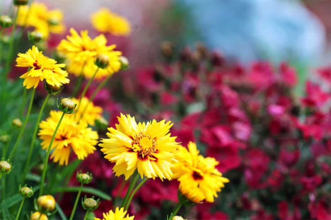 Fall Blooming Flowers: Top Picks for Autumn Gardens