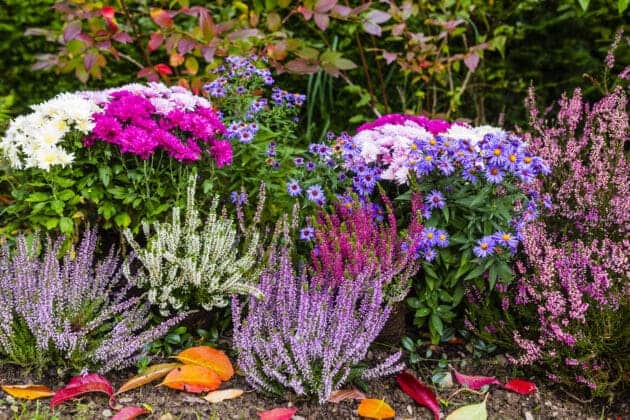 Fall Blooming Flowers: Top Picks for Autumn Gardens