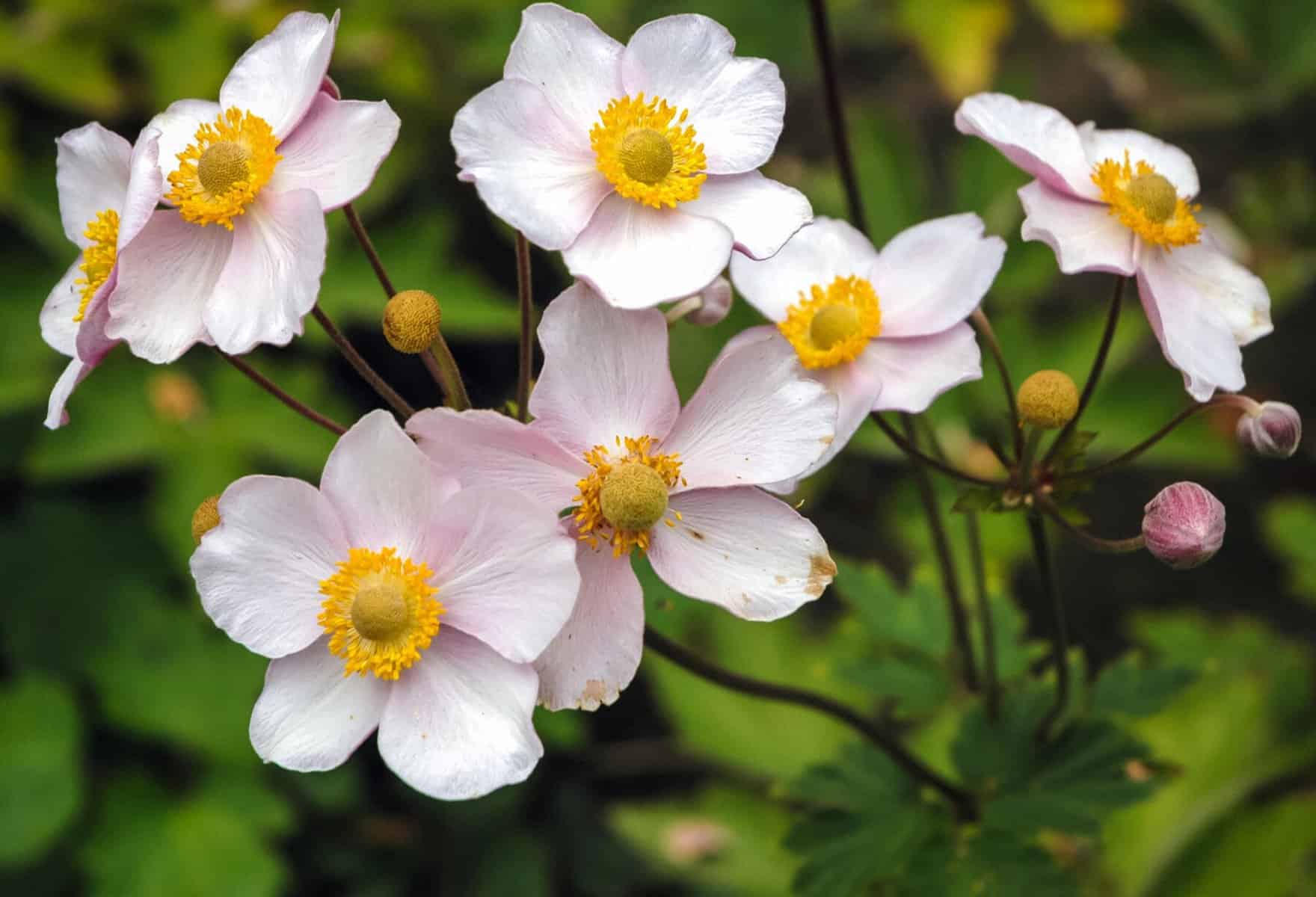 Fall Blooming Flowers: Top Picks for Autumn Gardens