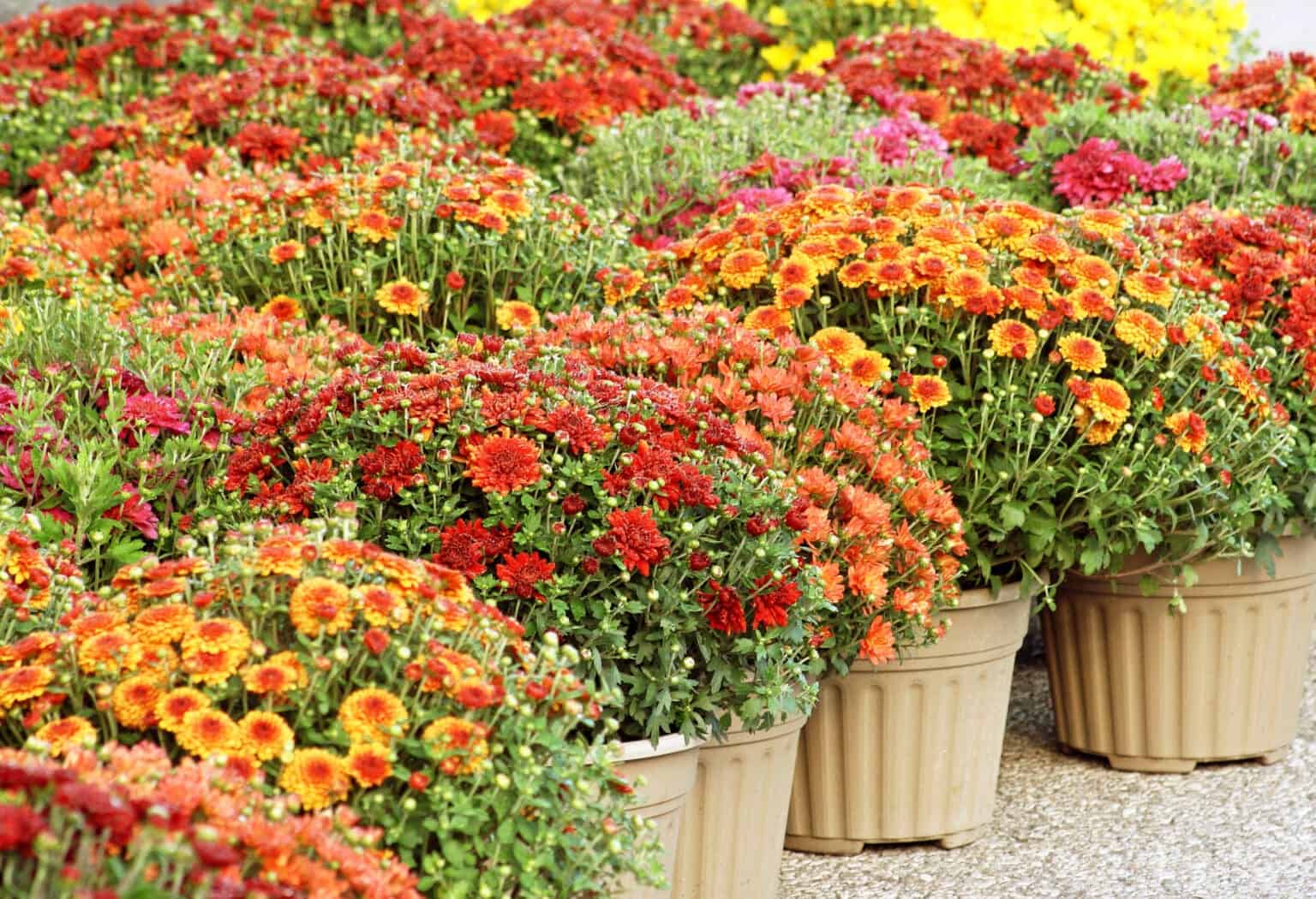 Fall Blooming Flowers: Top Picks for Autumn Gardens