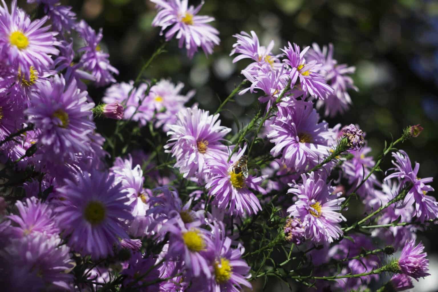 Fall Blooming Flowers: Top Picks for Autumn Gardens