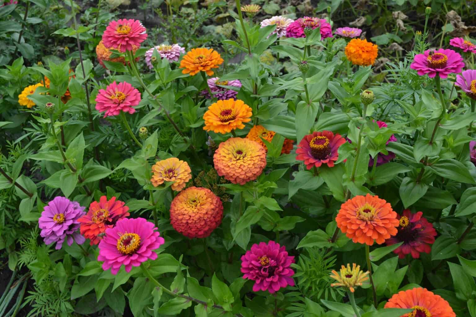 Fall Blooming Flowers: Top Picks for Autumn Gardens
