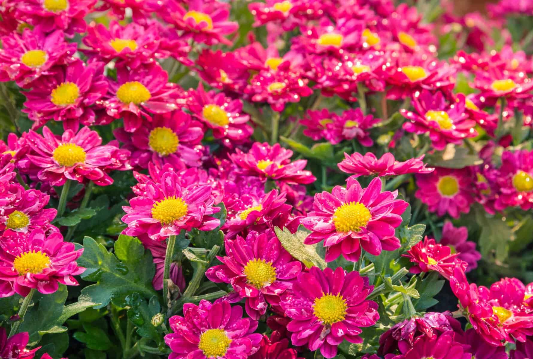 Fall Blooming Flowers: Top Picks for Autumn Gardens