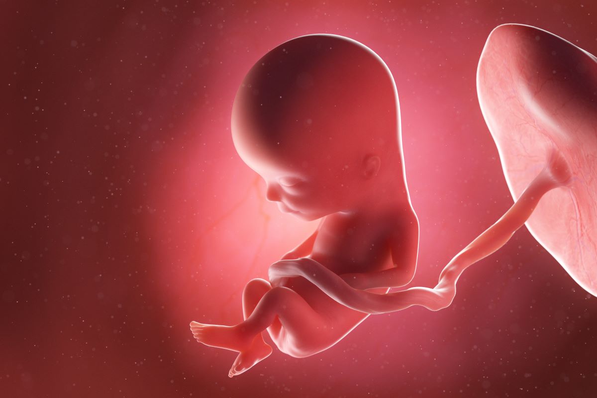 13 Weeks Pregnant: Symptoms, Baby Development & Other Info