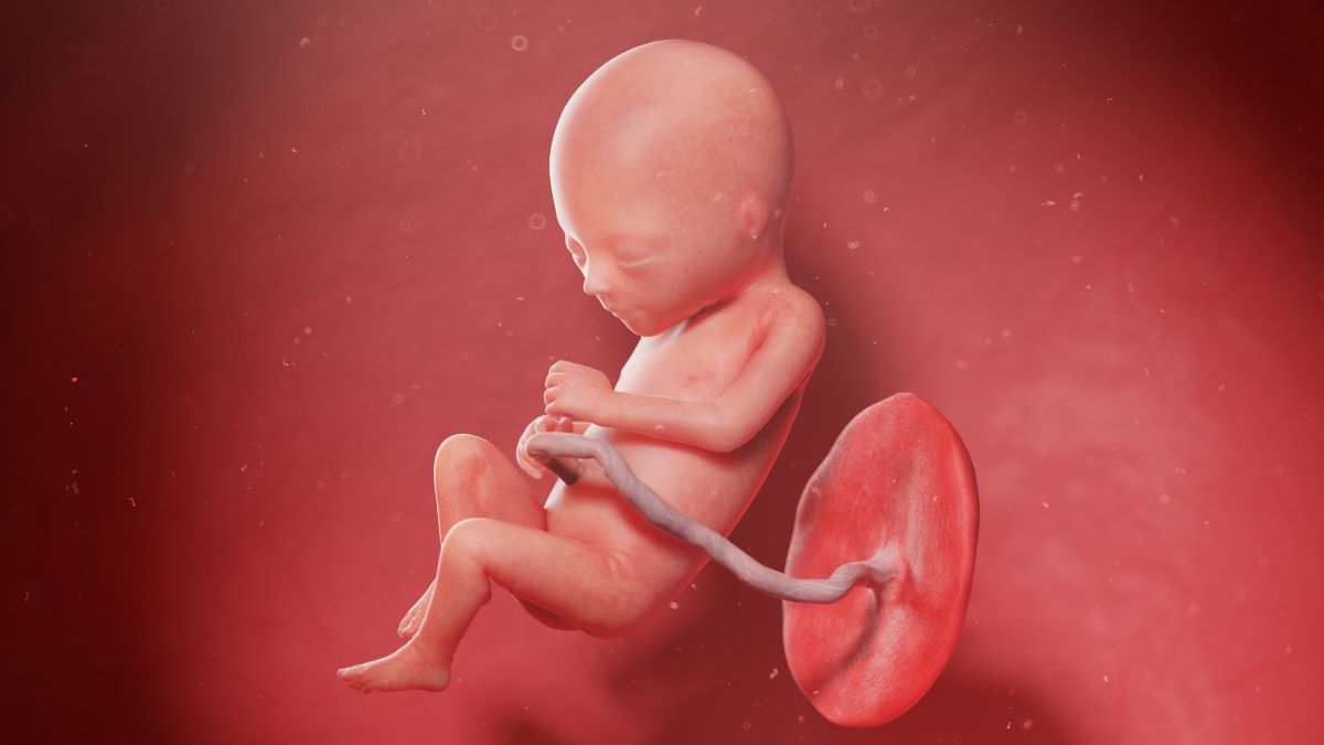 17 Weeks Pregnant: Symptoms, Baby Development & Other Info